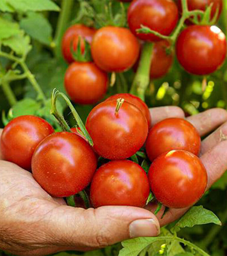 SEMILLAS DE TOMATE CHADWICK CHERRY OR CAMP JOY 12s – Huerta Familiar