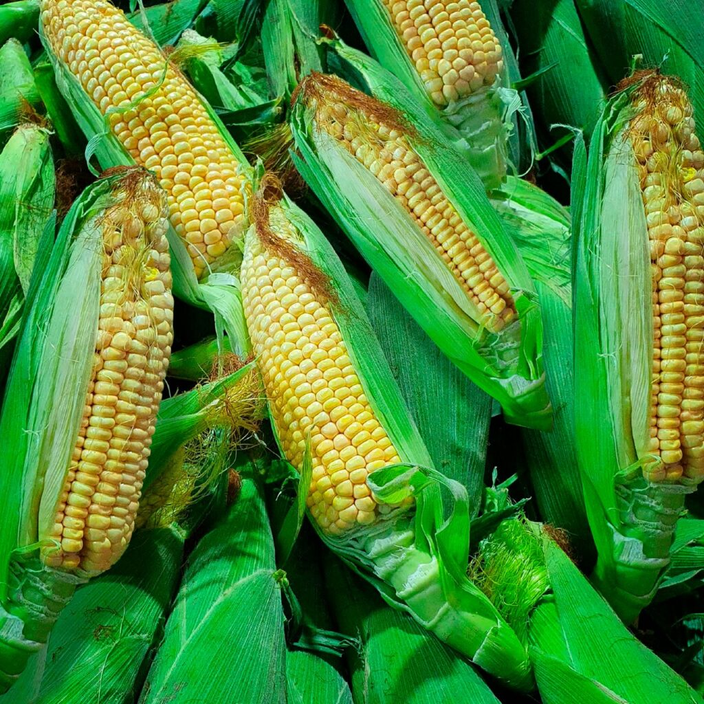 SEMILLAS DE CHOCLO PASTELERO MAIZ 20s – Huerta Familiar