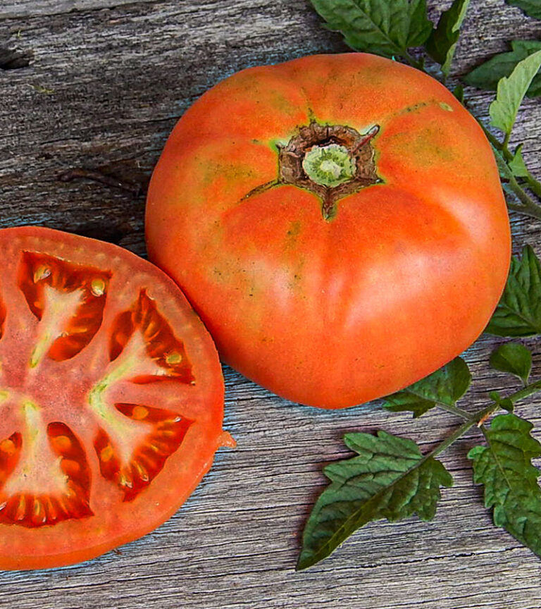 SEMILLAS TOMATE PERON TOMATO – Huerta Familiar