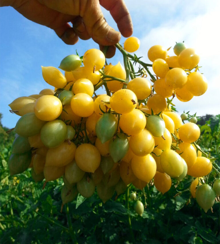SEMILLA TOMATE BARRY’S CRAZY CHERRY TOMATO – Huerta Familiar