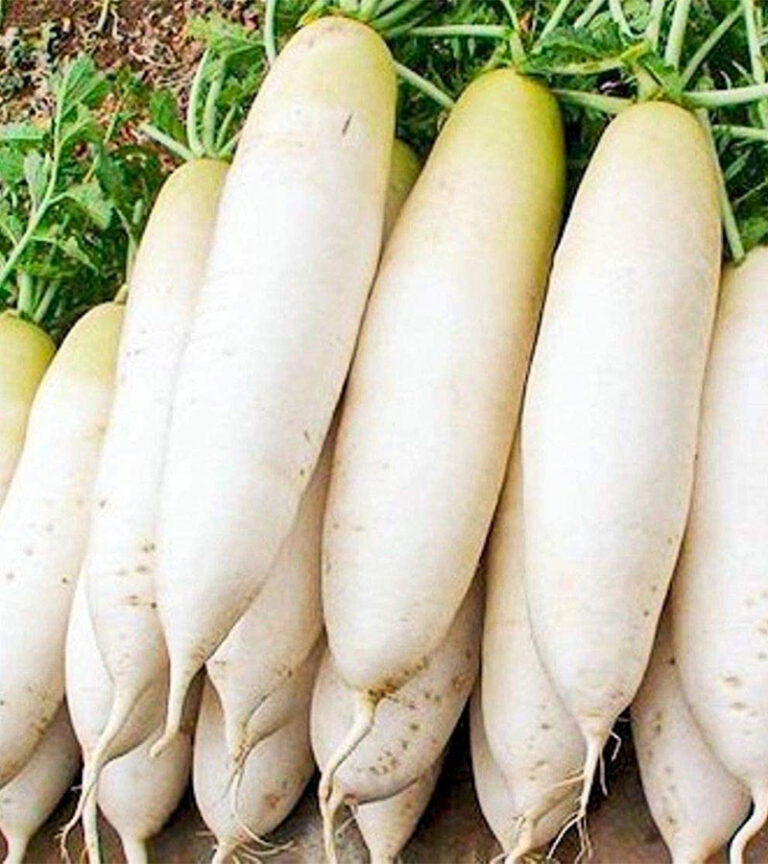 SEMILLAS DE NABO BLANCO 0,5g – Huerta Familiar