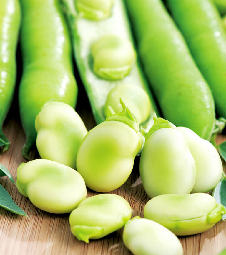 SEMILLA DE HABA LUZ DE OTOÑO 12s – Huerta Familiar