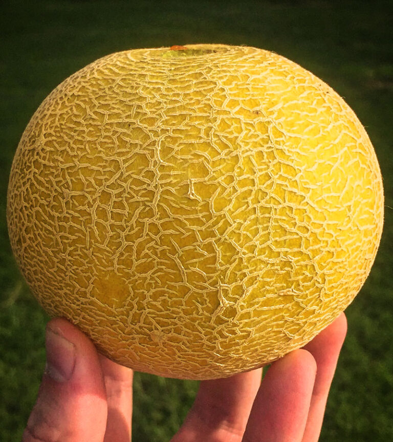 SEMILLAS MELÓN MINESOTA MIDGET – Huerta Familiar