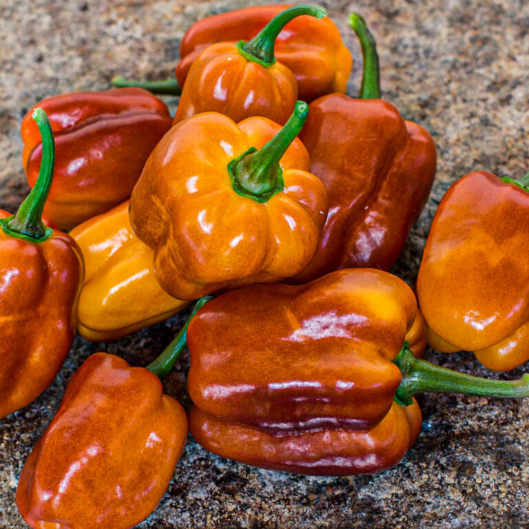 SEMILLAS DE AJI PUMA HOT PEPPER 20s – Huerta Familiar