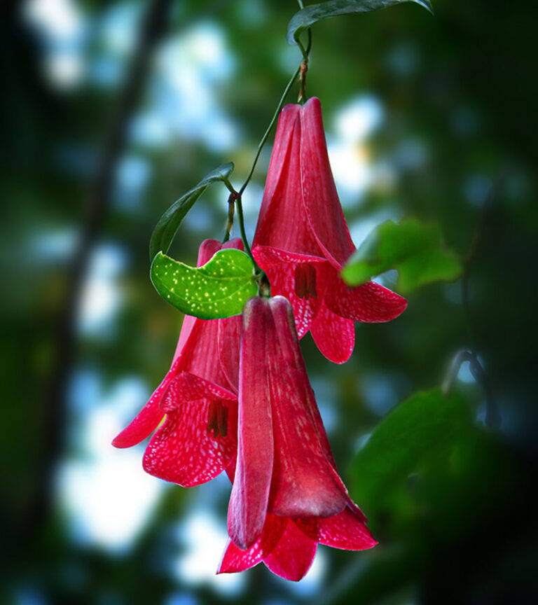 SEMILLAS DE COPIHUE ROJO 20s – Huerta Familiar