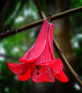 SEMILLAS DE COPIHUE ROJO 20s – Huerta Familiar
