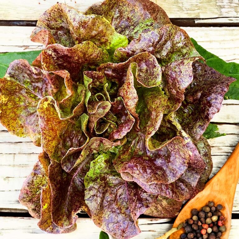 SEMILLA LECHUGA Cosmic Crimson Mix Lettuce (SEMILLA PALETIZADA ...