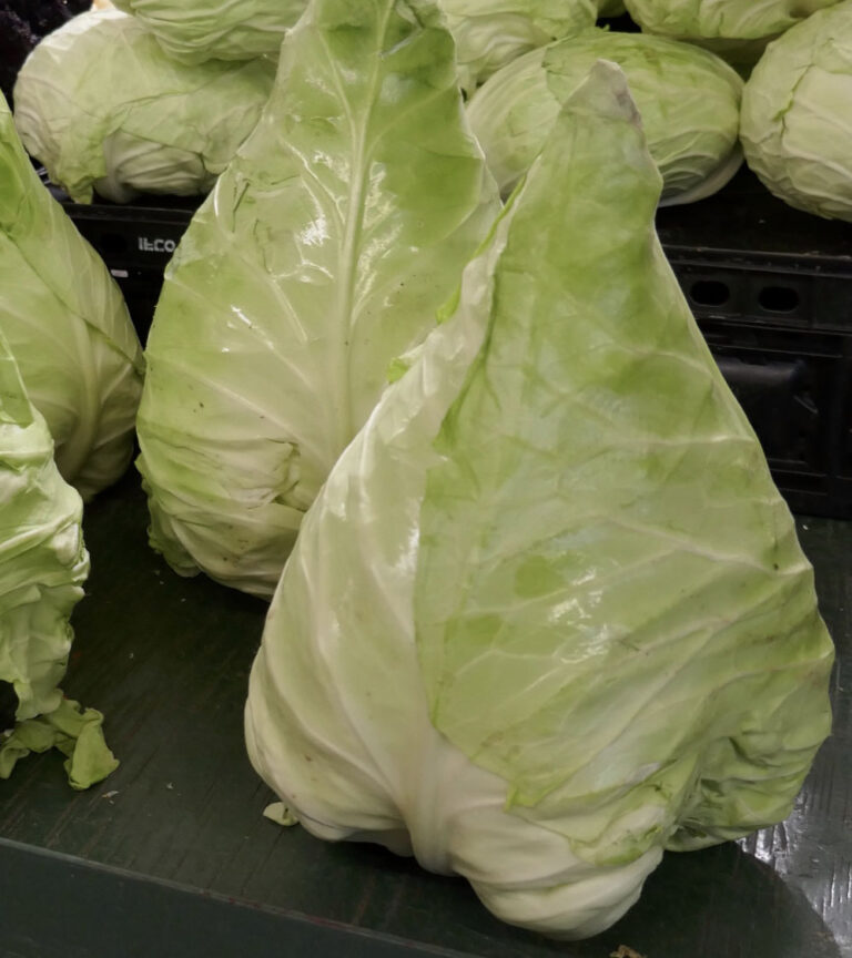 SEMILLA DE REPOLLO – CORAZÓN DE BUEY – Huerta Familiar