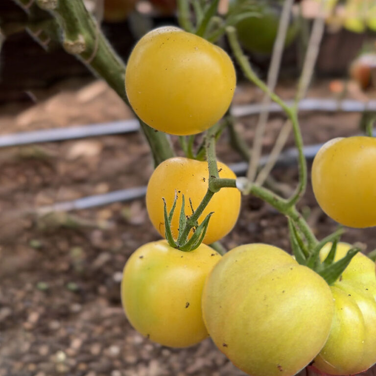 Huerta Familiar – Todos Podemos Cultivar