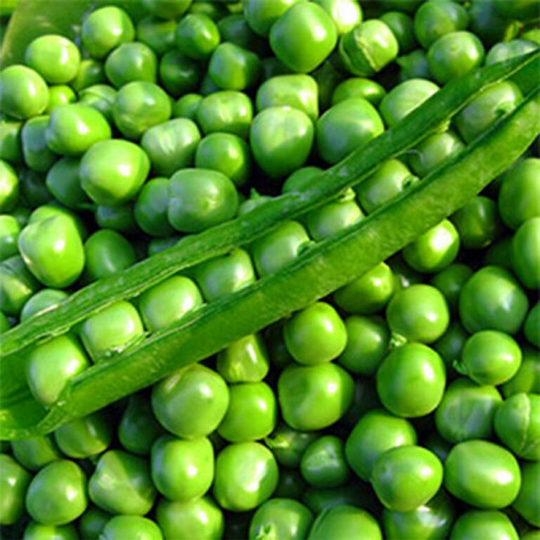 SEMILLAS DE ARVEJA UTRILLO 20s – Huerta Familiar