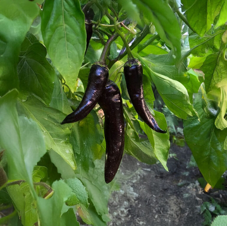 Semillas del Mundo – Huerta Familiar