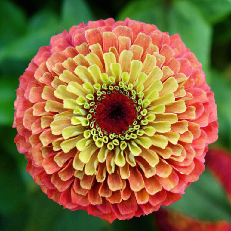 SEMILLAS DE ZINNIA QUEEN LIME RED 24s – Huerta Familiar