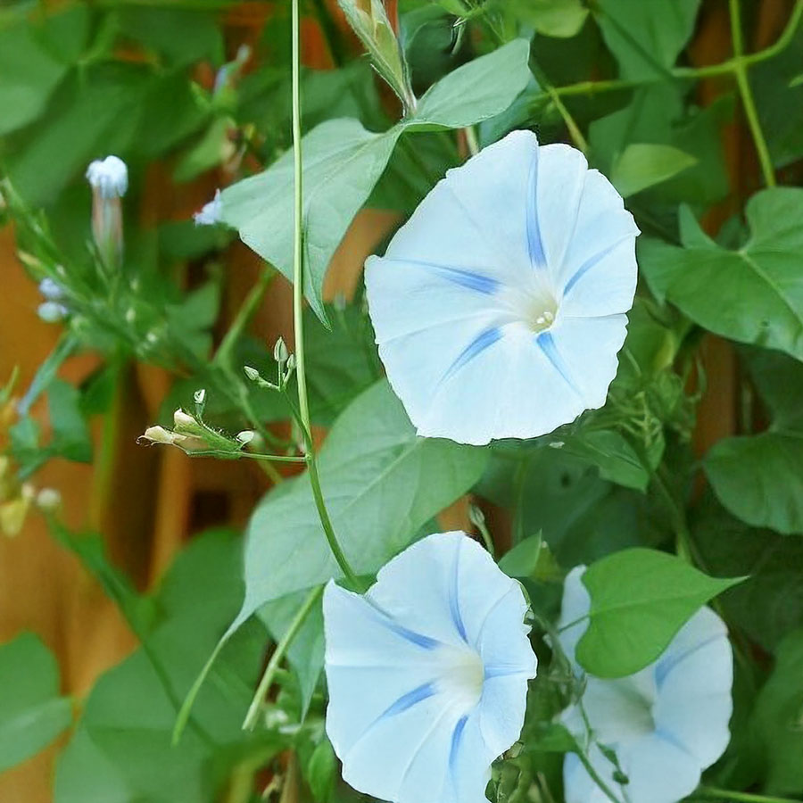 SEMILLAS DE MORNING GLORY BLUE STARS 40s – Huerta Familiar