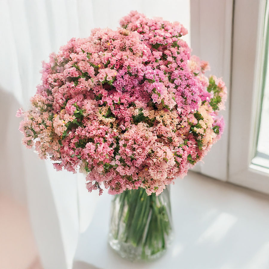 SEMILLAS DE STATICE QIS APRICOT 50s – Huerta Familiar