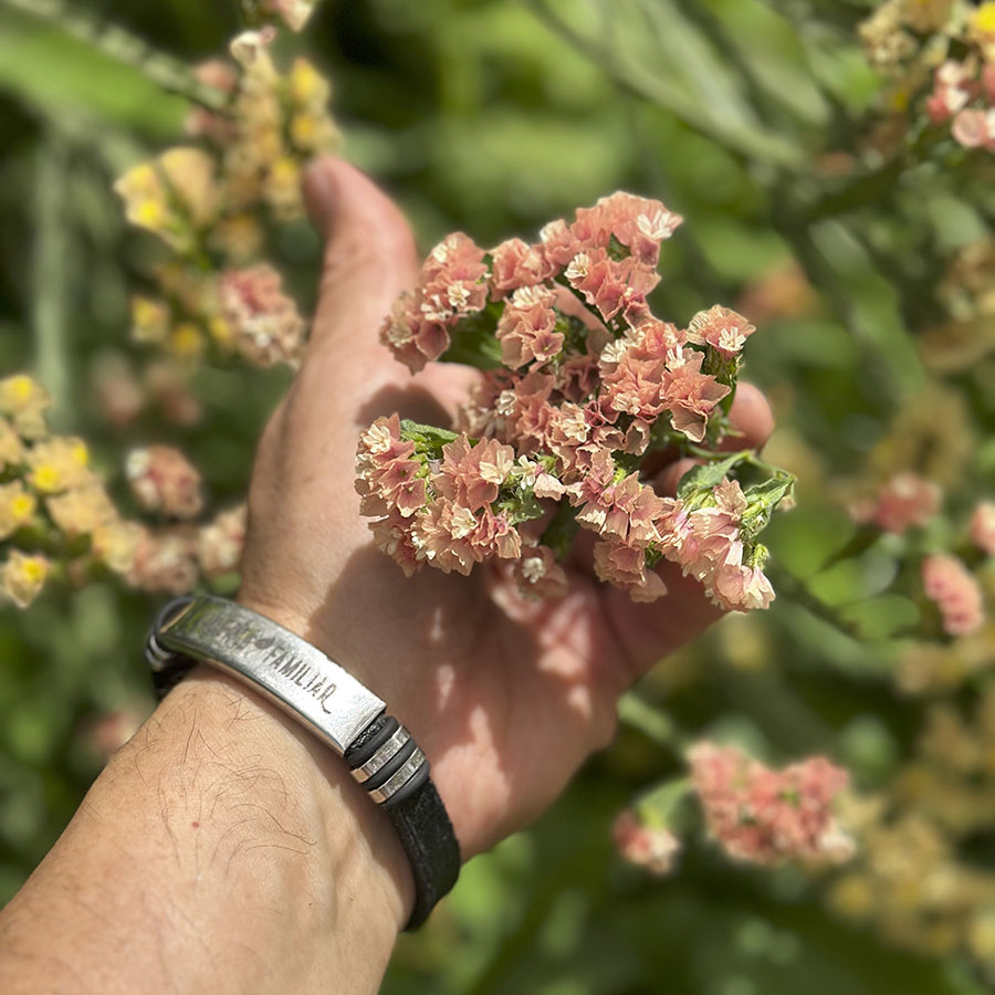 SEMILLAS DE STATICE QIS APRICOT 50s – Huerta Familiar