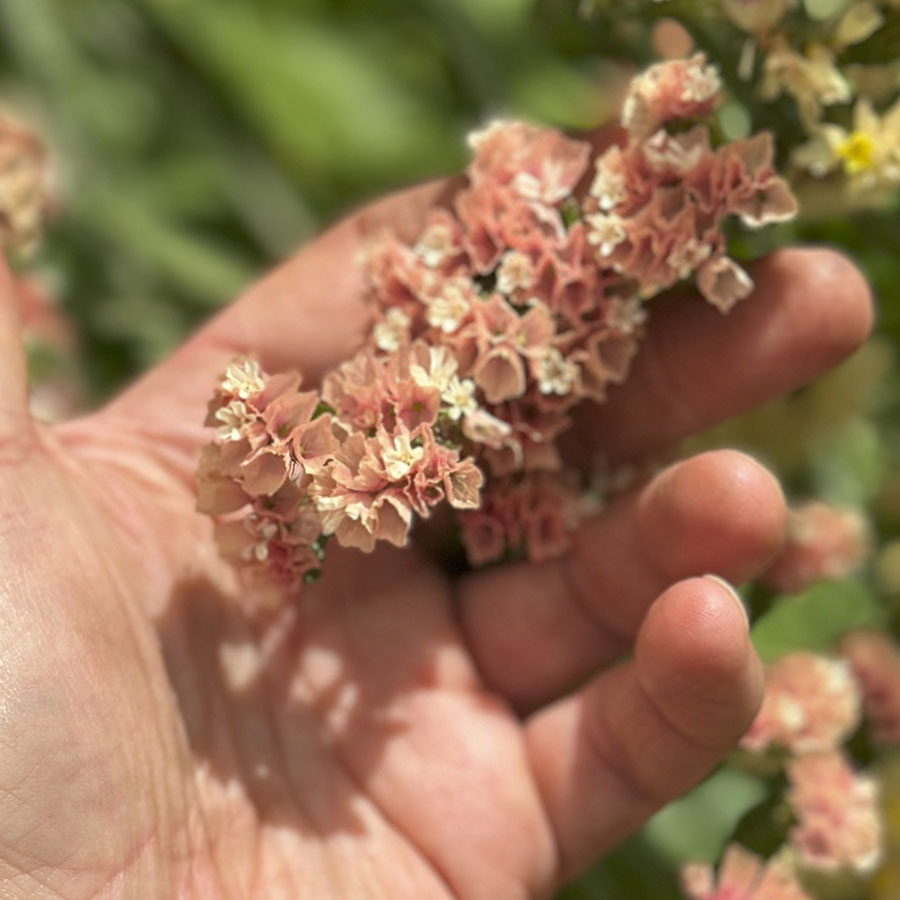 SEMILLAS DE STATICE QIS APRICOT 50s – Huerta Familiar