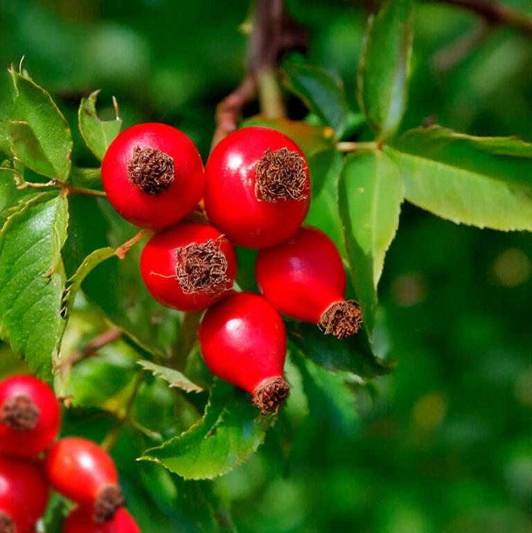 SEMILLAS DE ROSA MOSQUETA – Huerta Familiar