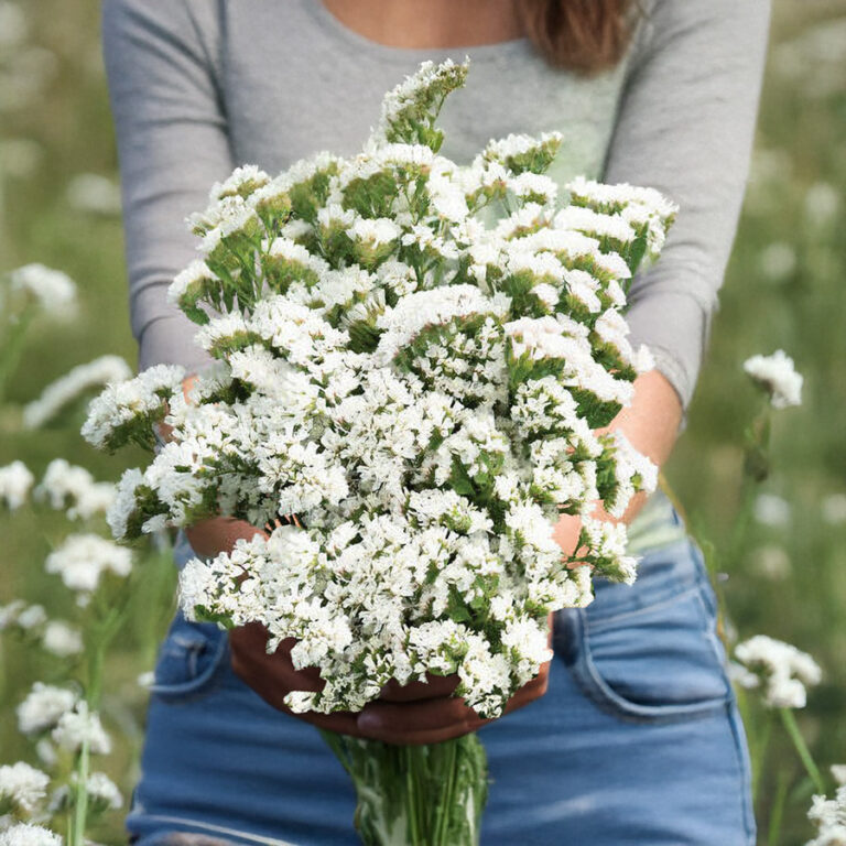 SEMILLAS DE STATICE QIS WHITE 30s – Huerta Familiar