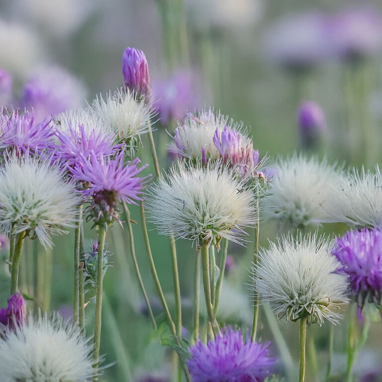 SEMILLAS DE SWEET SULTAN THISTLE – Huerta Familiar